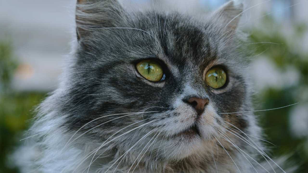 How Pet Therapy Supports Addiction Recovery